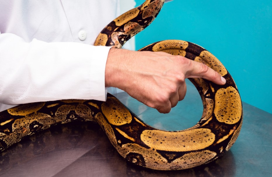 What Exotic Pets Are Legal In UK The Business View What Exotic Pets Are Legal In UK The Business View